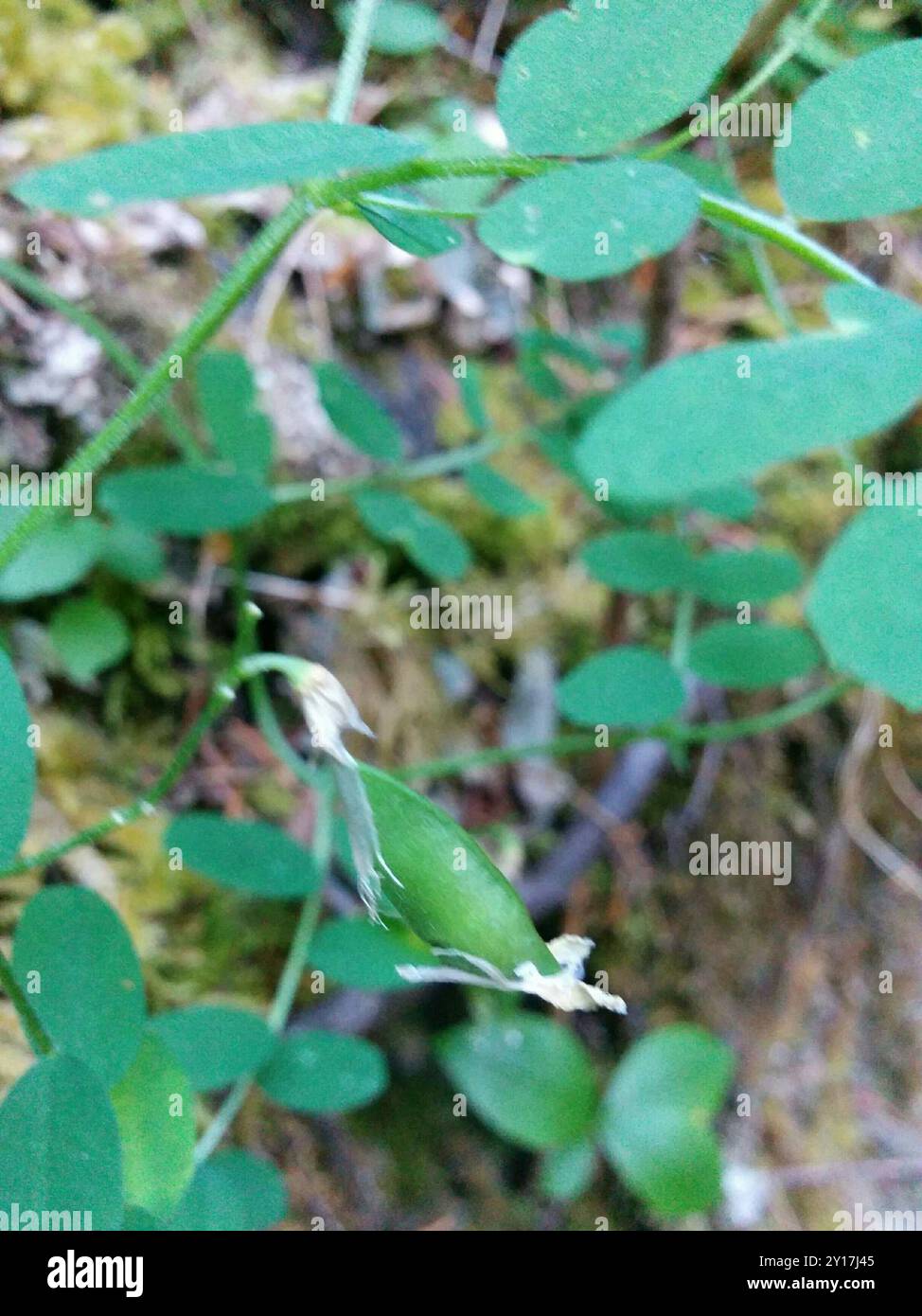 Sierra Nevada Peavine (Lathyrus nevadensis) Plantae Stock Photo - Alamy