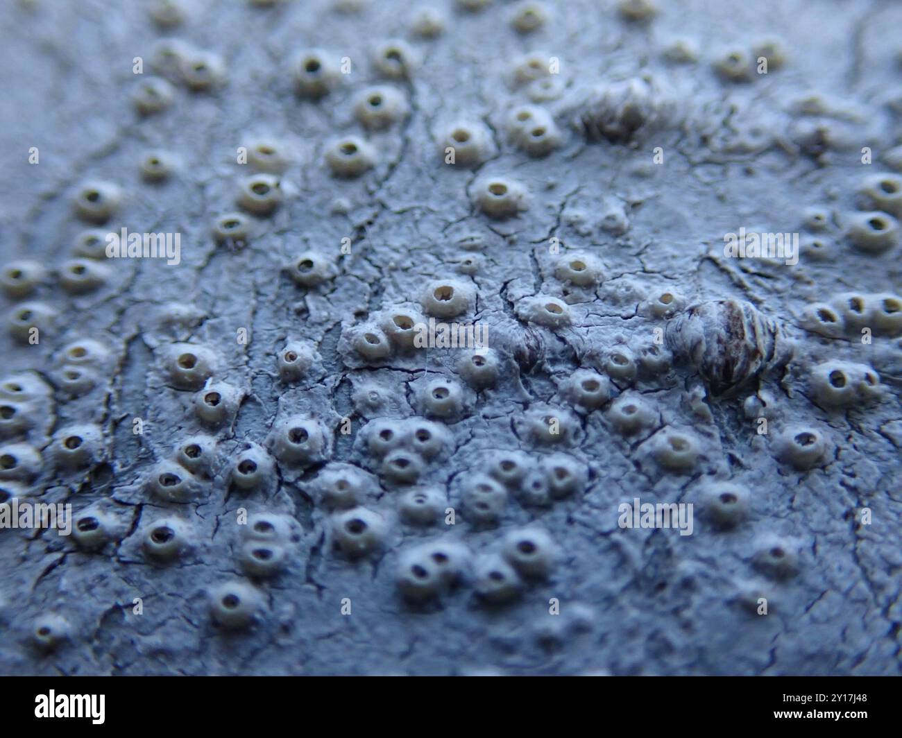 Bark Barnacles (Thelotrema lepadinum) Fungi Stock Photo - Alamy