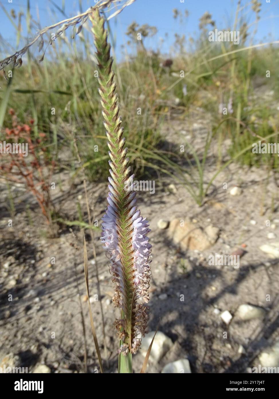 Needleleaf Combflower (Micranthus plantagineus) Plantae Stock Photo - Alamy