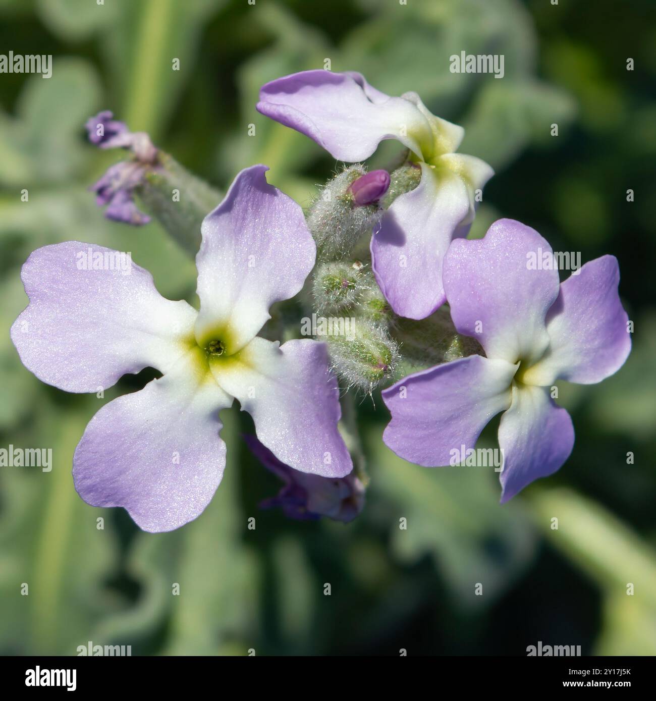Sea Stock (Matthiola sinuata) Plantae Stock Photo - Alamy