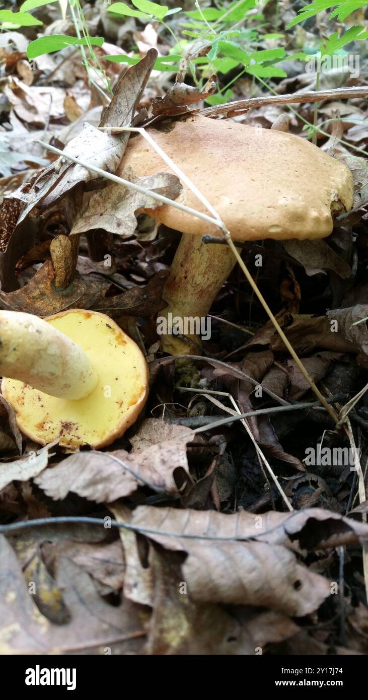 Smoothish-stemmed bolete (Hemileccinum subglabripes) Fungi Stock Photo ...