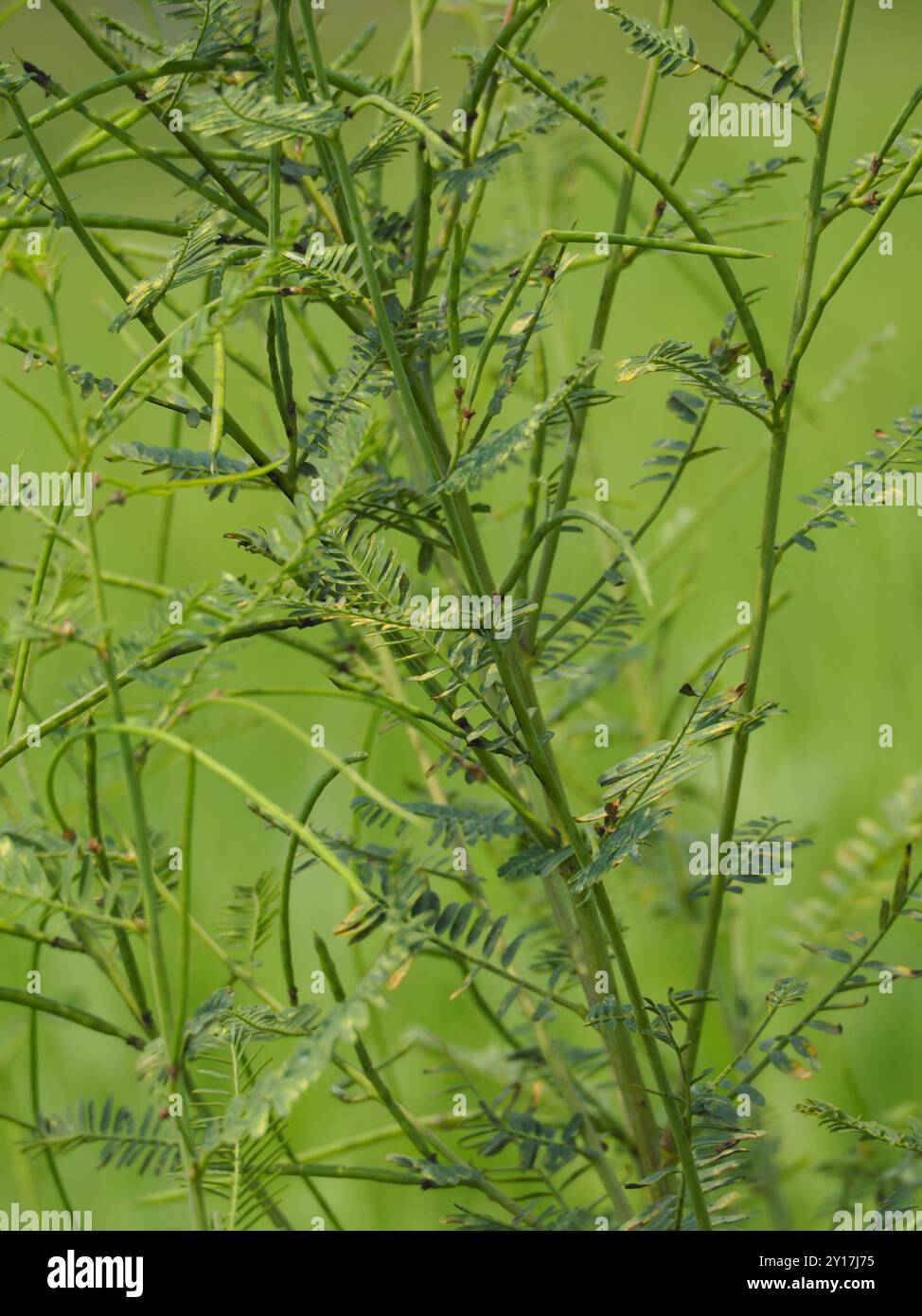 Sesbania Pea (Sesbania cannabina) Plantae Stock Photo - Alamy