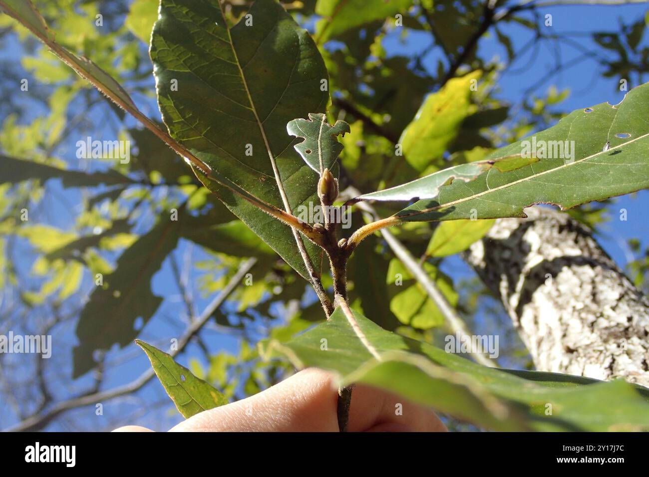 Swamp Bay (Persea palustris) Plantae Stock Photo - Alamy