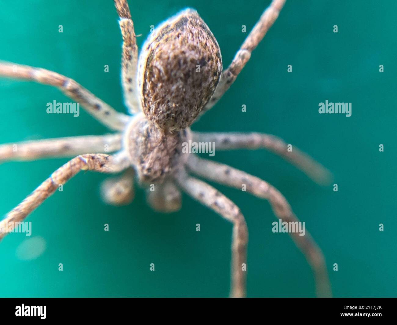 Eurasian Running Crab Spider (Philodromus dispar) Arachnida Stock Photo ...