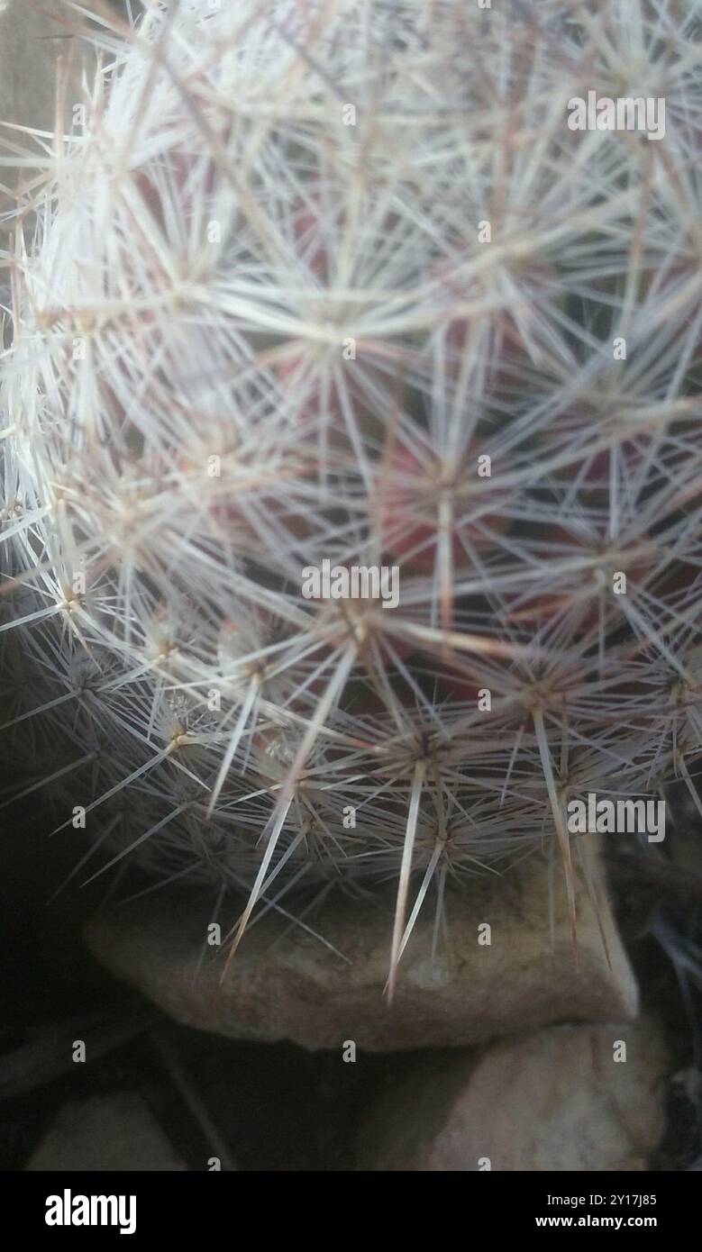 Whitecolumn Foxtail Cactus (Escobaria tuberculosa) Plantae Stock Photo ...
