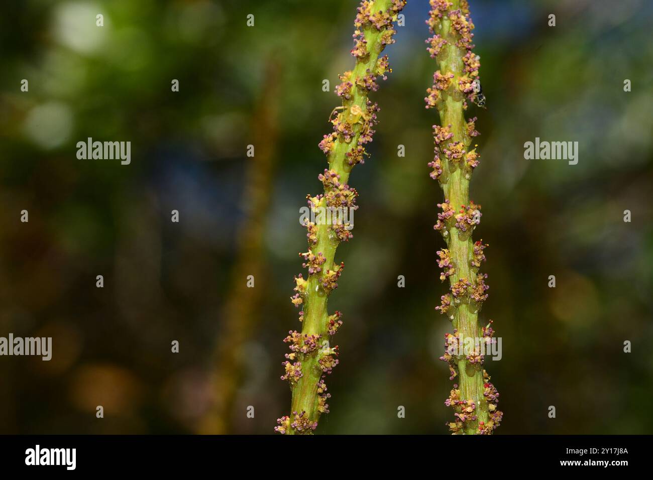 (Falconeria insignis) Plantae Stock Photo - Alamy