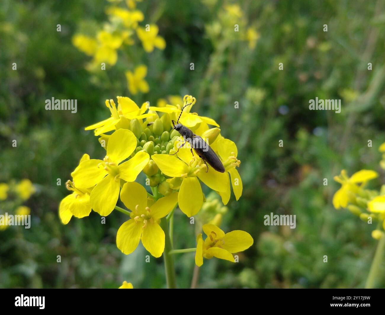 Cylindrical Click Beetle (Sylvanelater cylindriformis) Insecta Stock ...