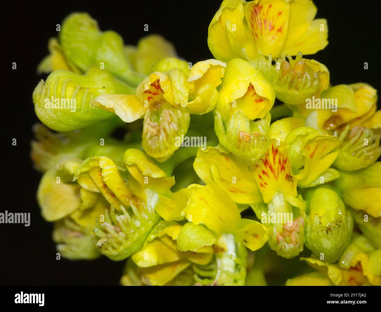 peacock flower subfamily (Caesalpinioideae) Plantae Stock Photo - Alamy