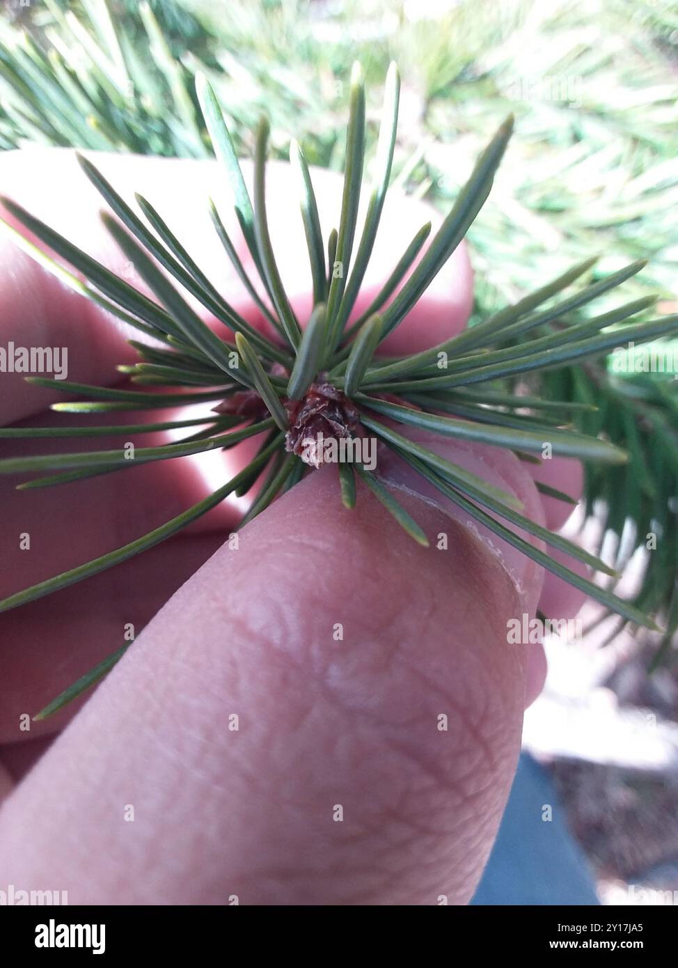 Engelmann spruce (Picea engelmannii) Plantae Stock Photo - Alamy