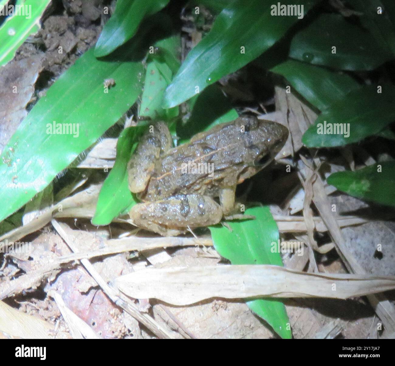 Paddy Field Frog (Fejervarya limnocharis) Amphibia Stock Photo - Alamy