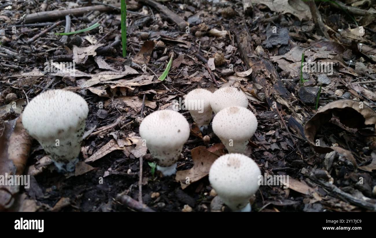 common puffball (Lycoperdon perlatum) Fungi Stock Photo - Alamy