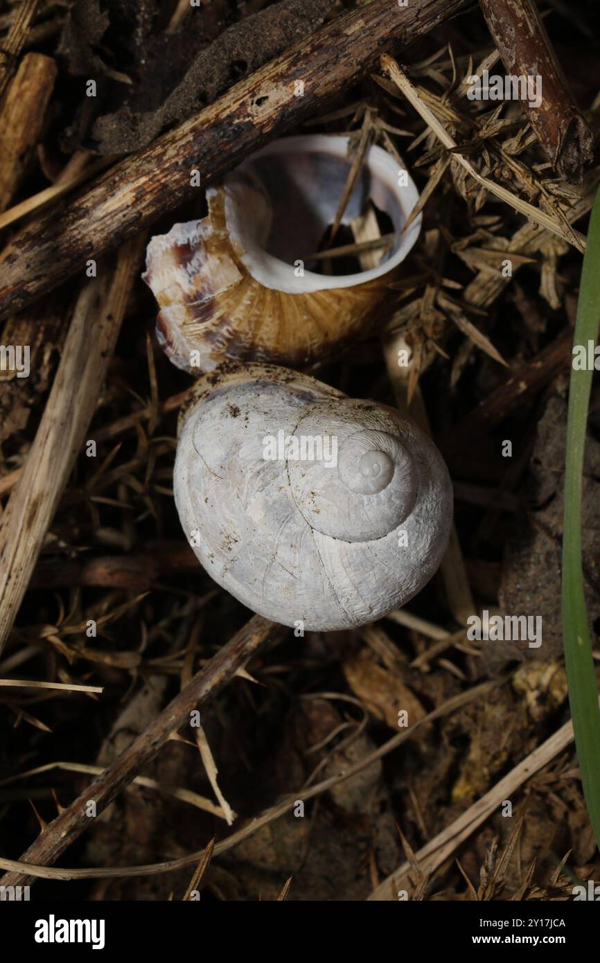 Garden Snail (Cornu aspersum) Mollusca Stock Photo - Alamy