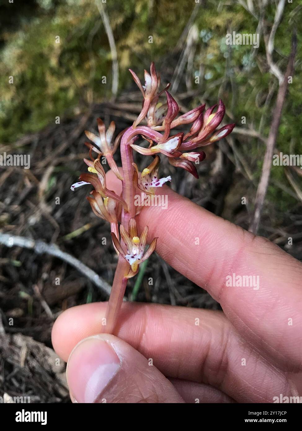 spotted coralroot (Corallorhiza maculata) Plantae Stock Photo - Alamy