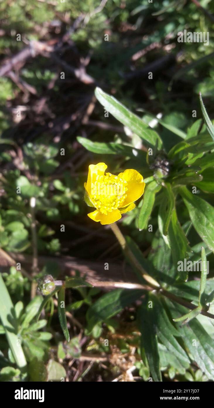 Goldilocks Buttercup (Ranunculus auricomus) Plantae Stock Photo - Alamy