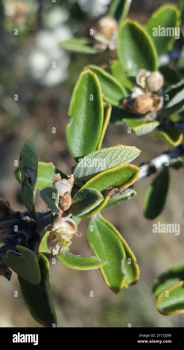 Cupped Leaf Ceanothus (Ceanothus perplexans) Plantae Stock Photo - Alamy