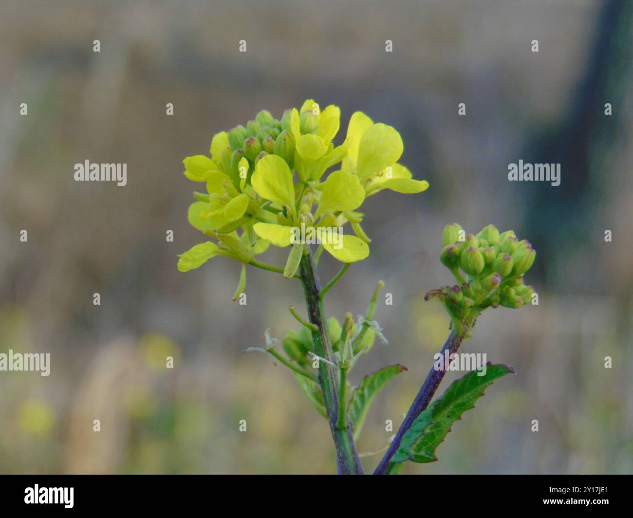 mustard family (Brassicaceae) Plantae Stock Photo - Alamy