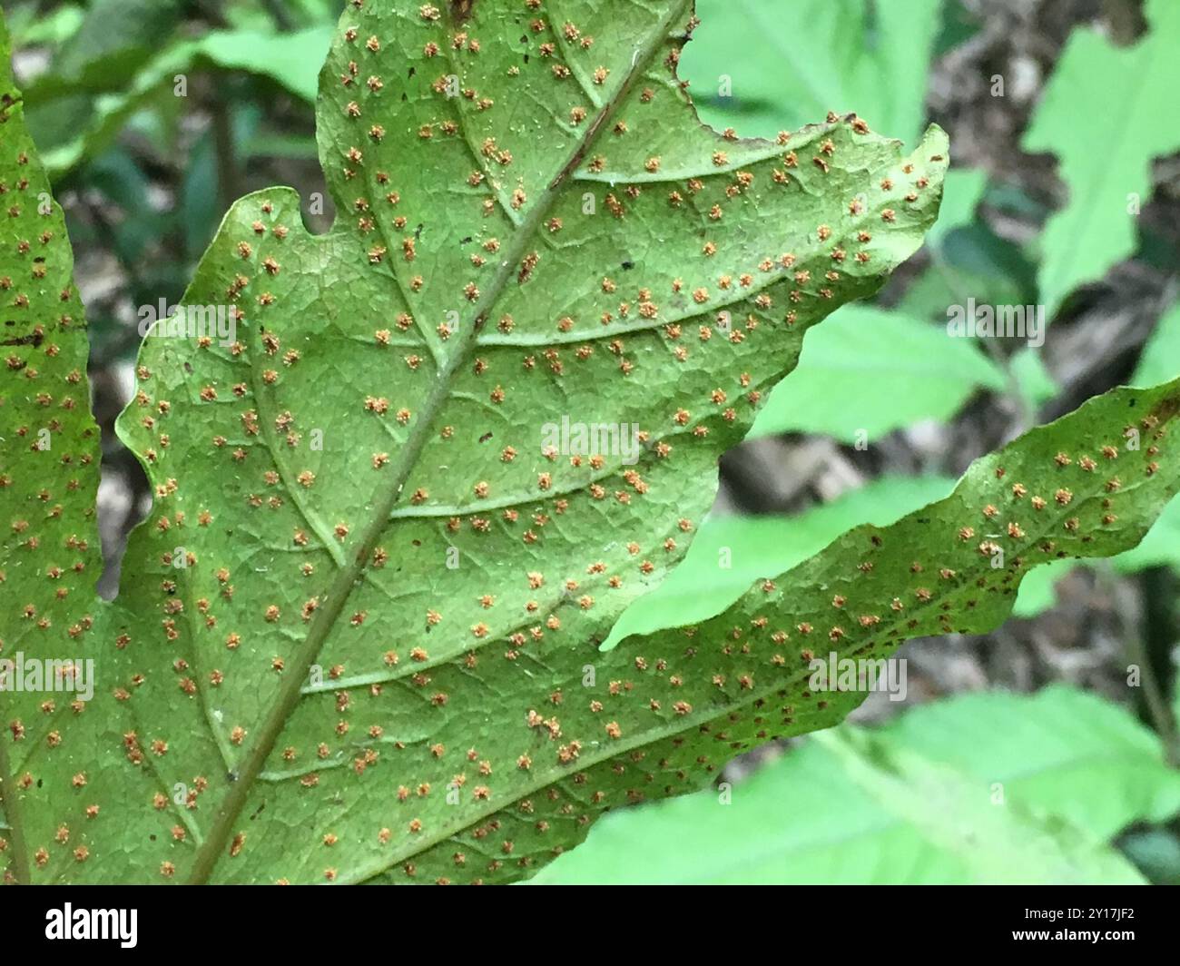 incised halberd fern (Tectaria incisa) Plantae Stock Photo - Alamy