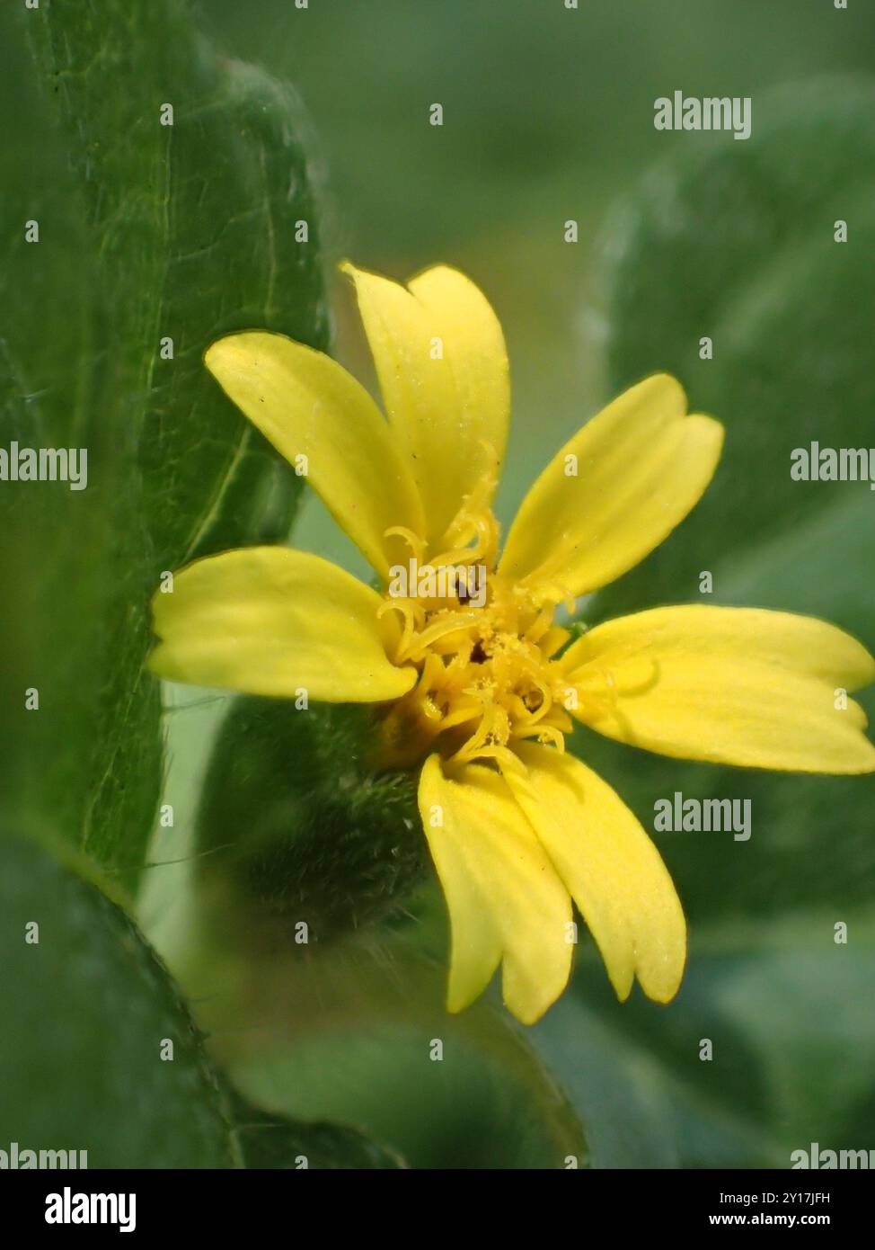 straggler daisy (Calyptocarpus vialis) Plantae Stock Photo - Alamy