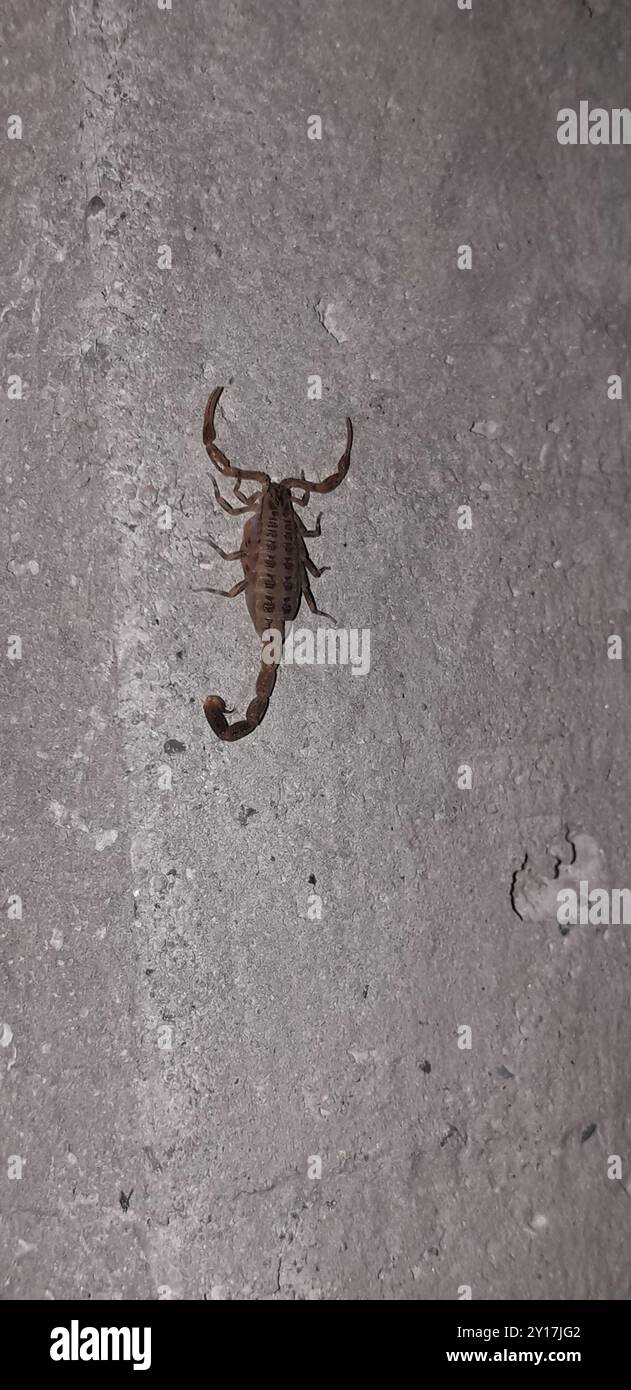 Arizona Bark Scorpion (Centruroides sculpturatus) Arachnida Stock Photo ...