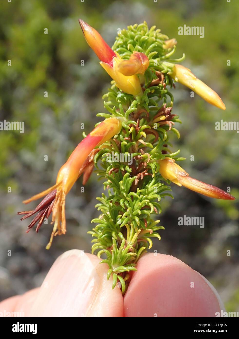 Singlet Hanging Heath (Erica coccinea uniflora) Plantae Stock Photo - Alamy