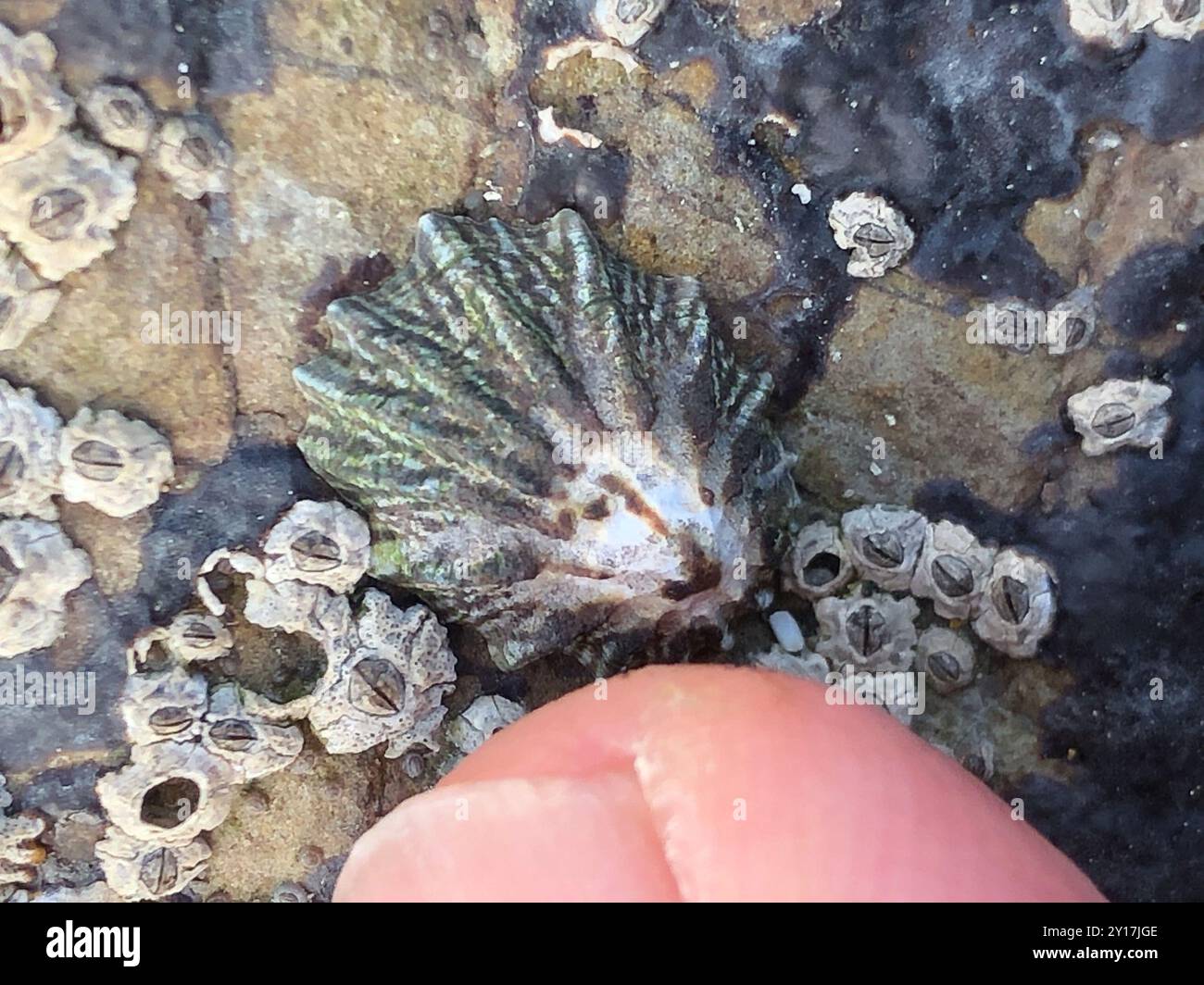 Rough Limpet (Lottia scabra) Mollusca Stock Photo - Alamy