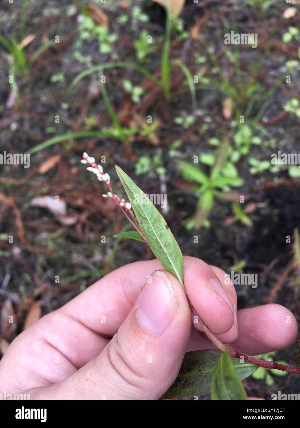 swamp smartweed (Persicaria hydropiperoides) Plantae Stock Photo - Alamy