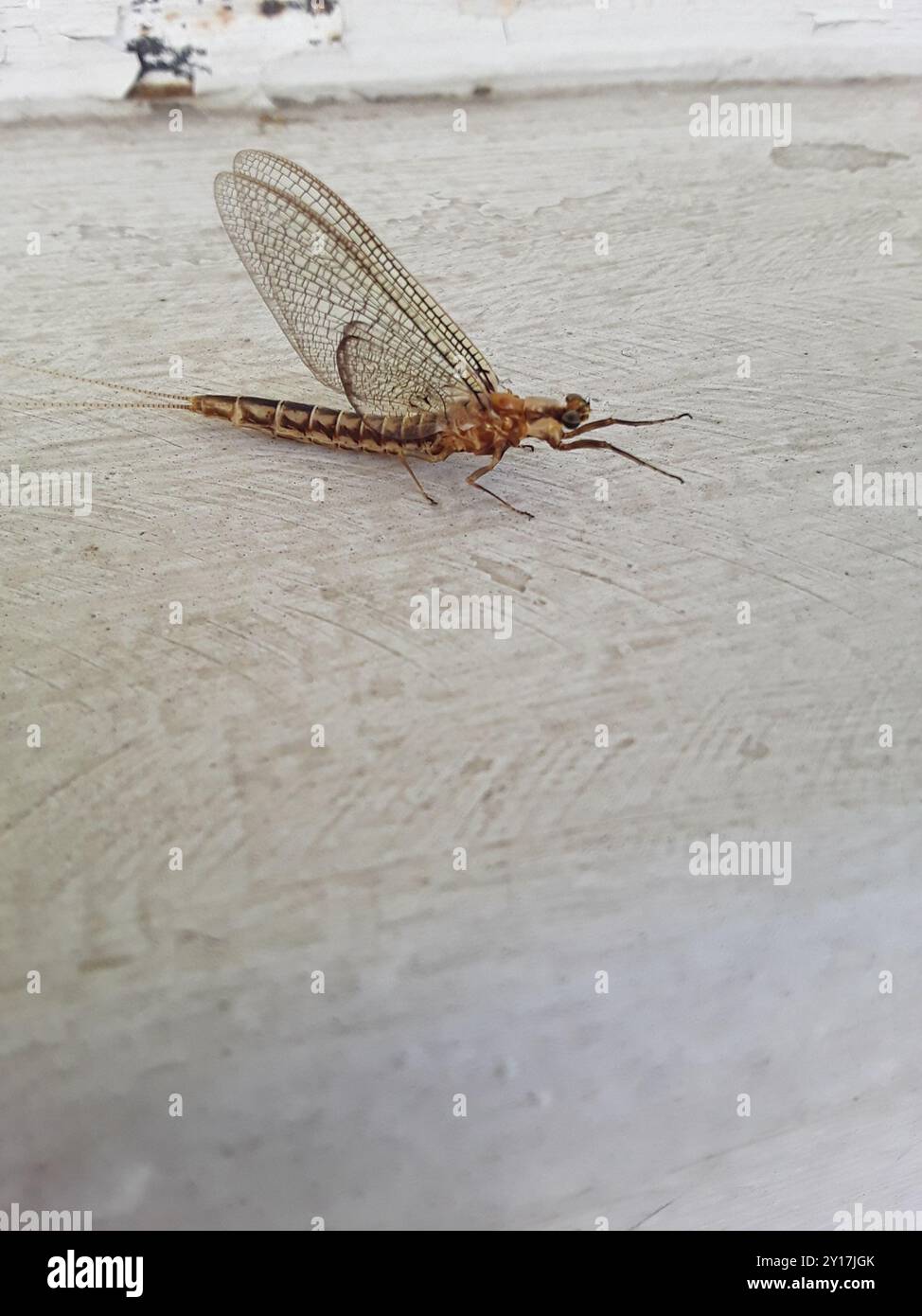Giant Mayfly (Hexagenia limbata) Insecta Stock Photo - Alamy