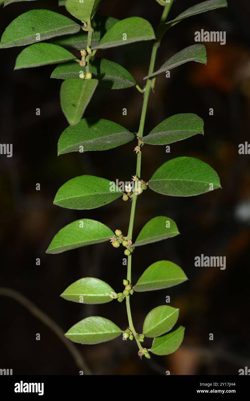 cat-thorn (Scutia myrtina) Plantae Stock Photo - Alamy