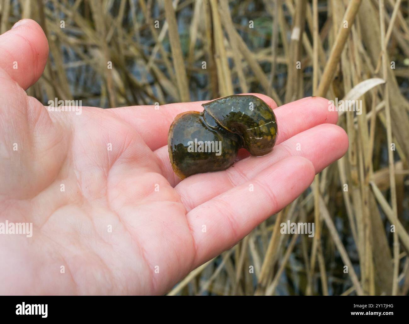 Big-eared Radix (Radix auricularia) Mollusca Stock Photo - Alamy
