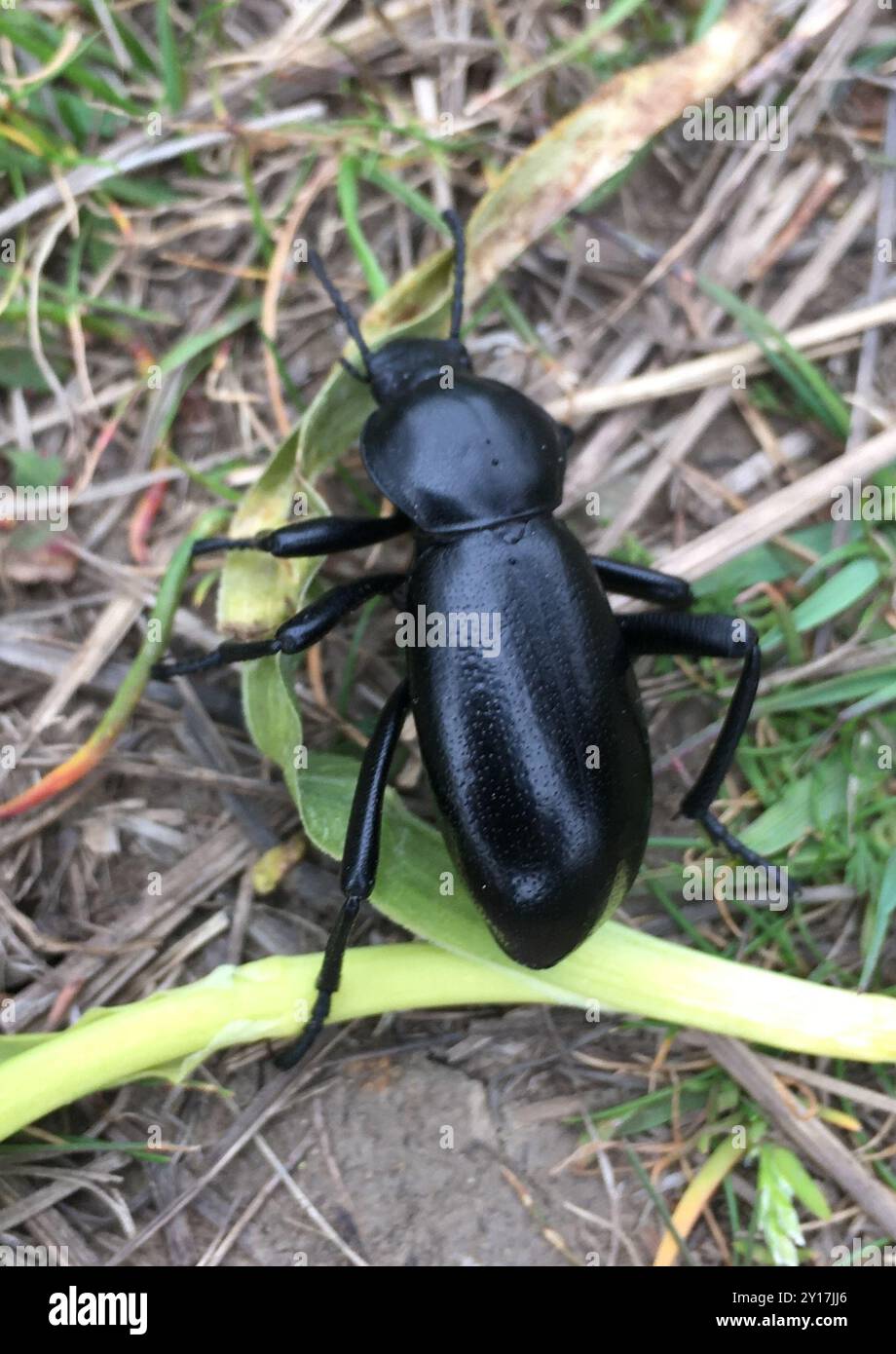 Darkling Beetles (Tenebrionidae) Insecta Stock Photo - Alamy