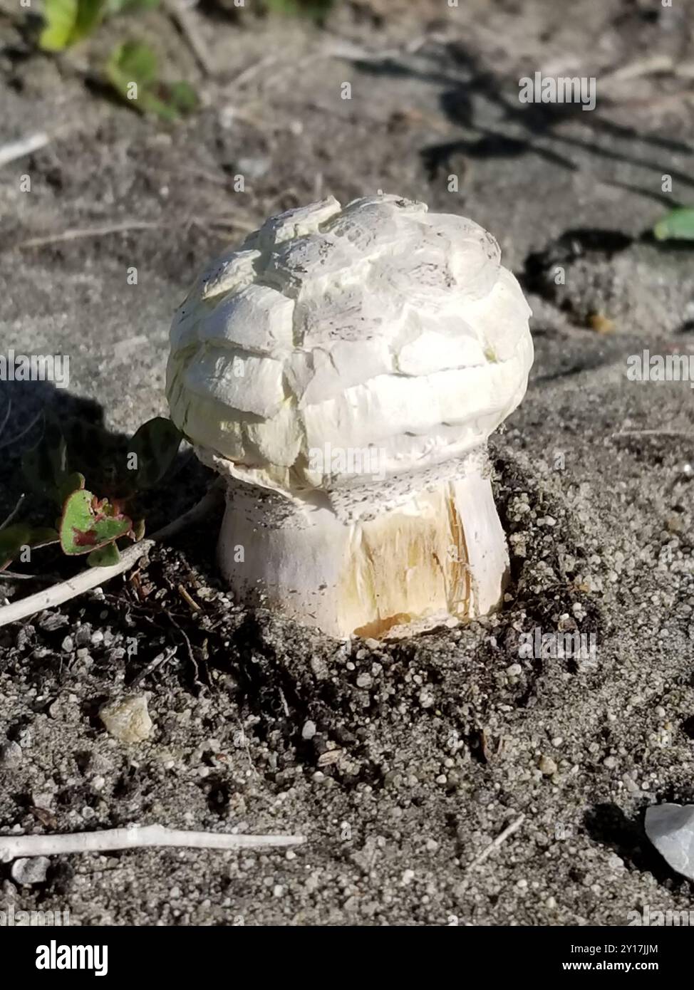 Desert Shaggymane (Podaxis pistillaris) Fungi Stock Photo - Alamy