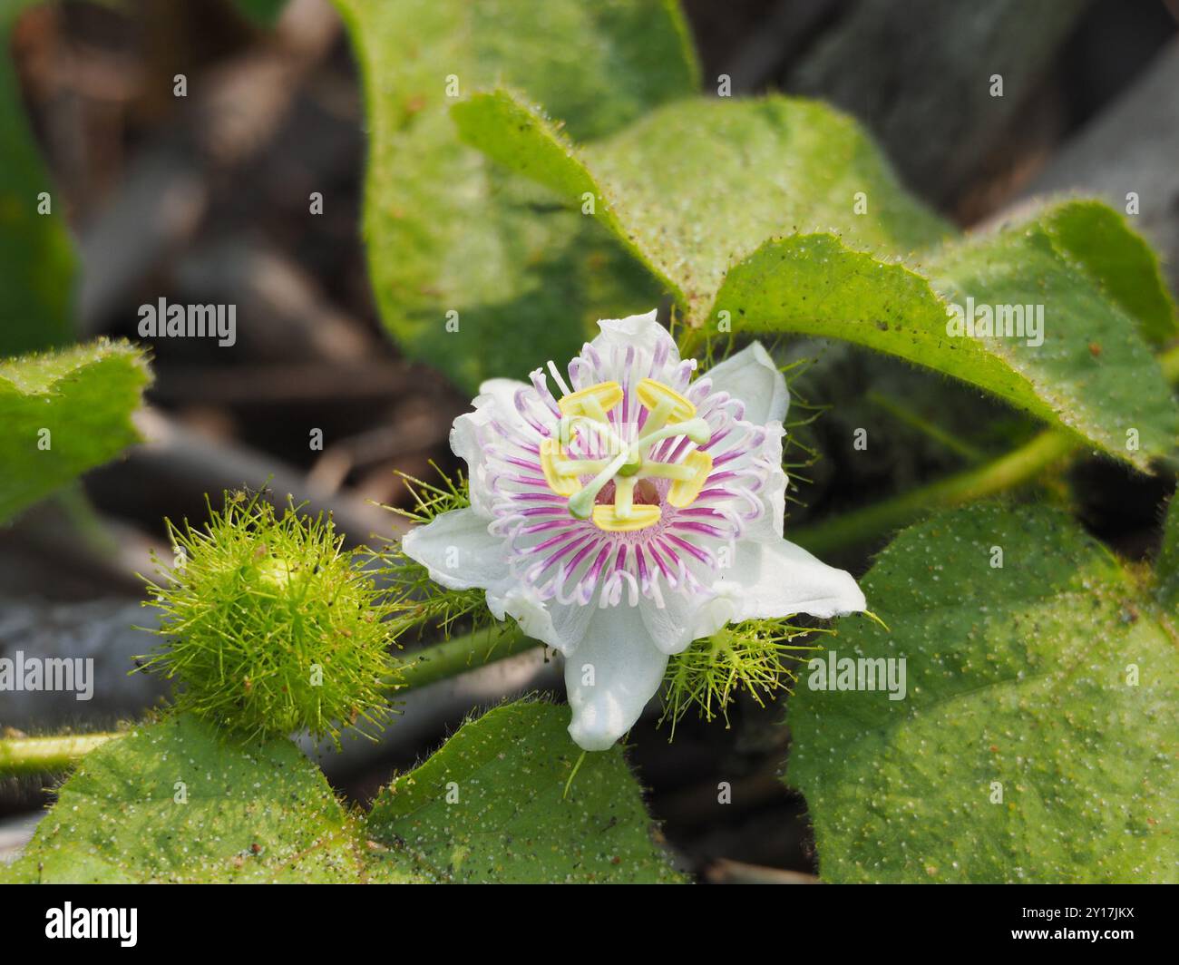 (Passiflora vesicaria) Plantae Stock Photo - Alamy