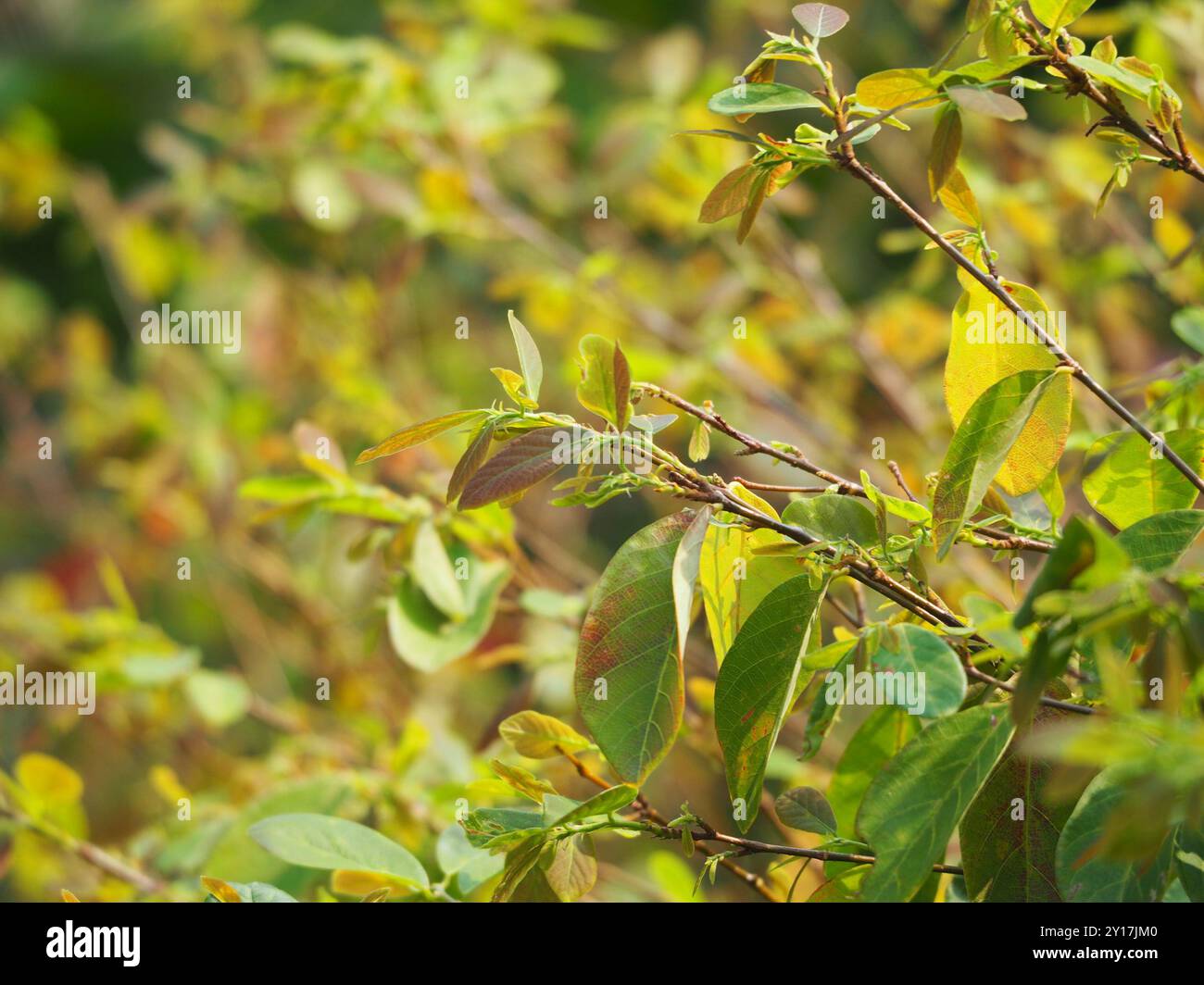 Pop-gun Seed (Bridelia tomentosa) Plantae Stock Photo - Alamy