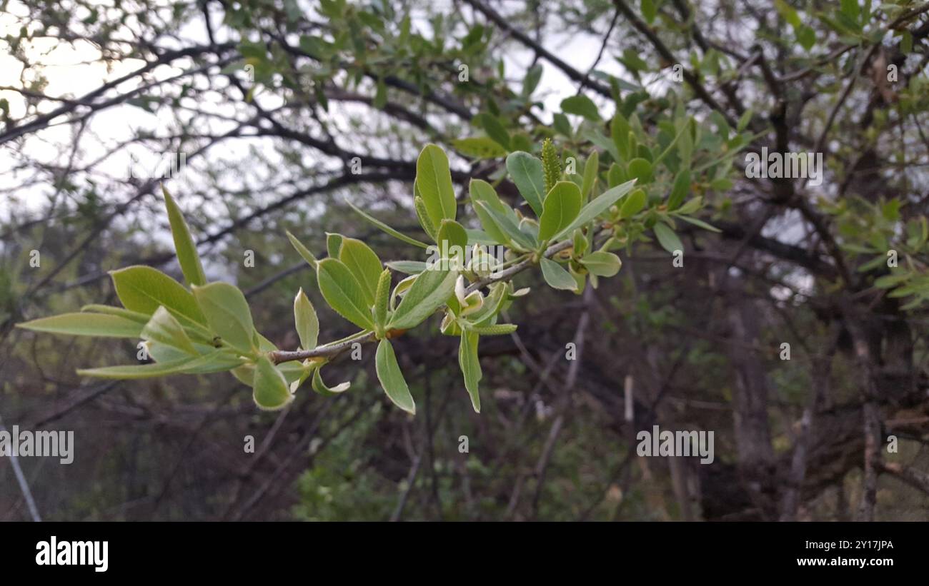 red willow (Salix laevigata) Plantae Stock Photo - Alamy