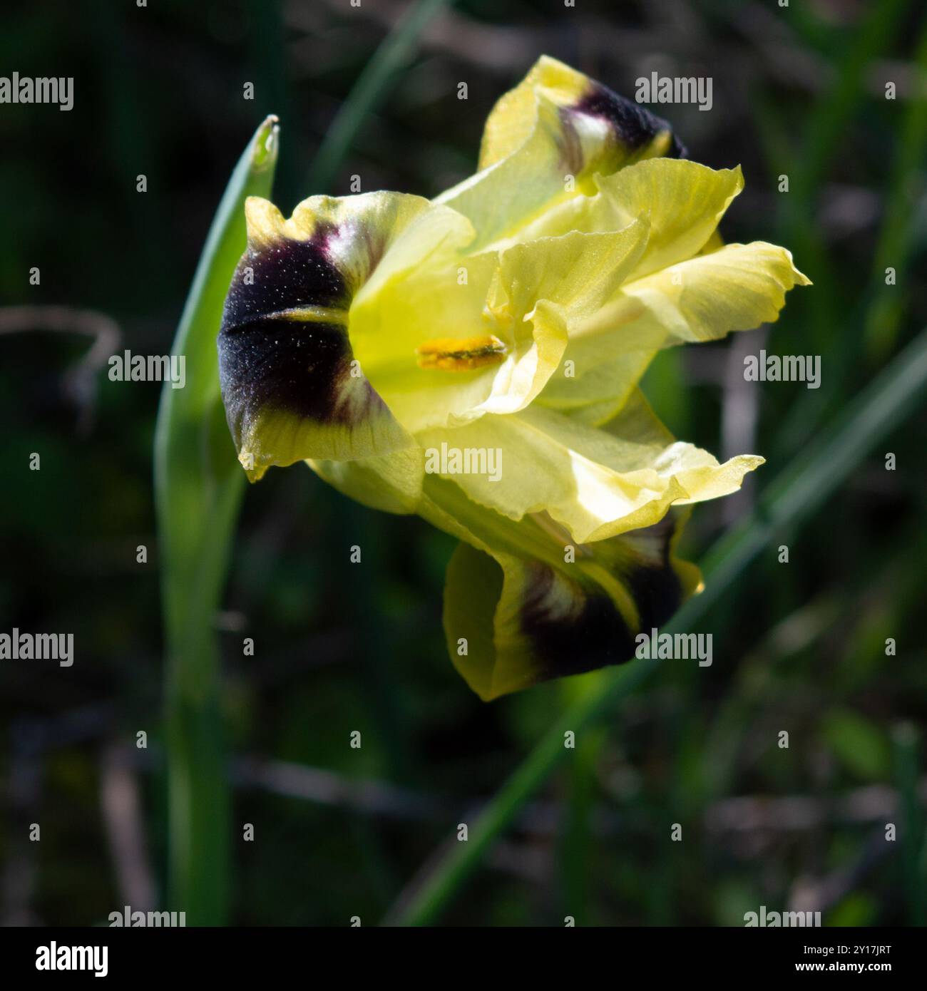 Snake's-head Iris (Iris tuberosa) Plantae Stock Photo - Alamy