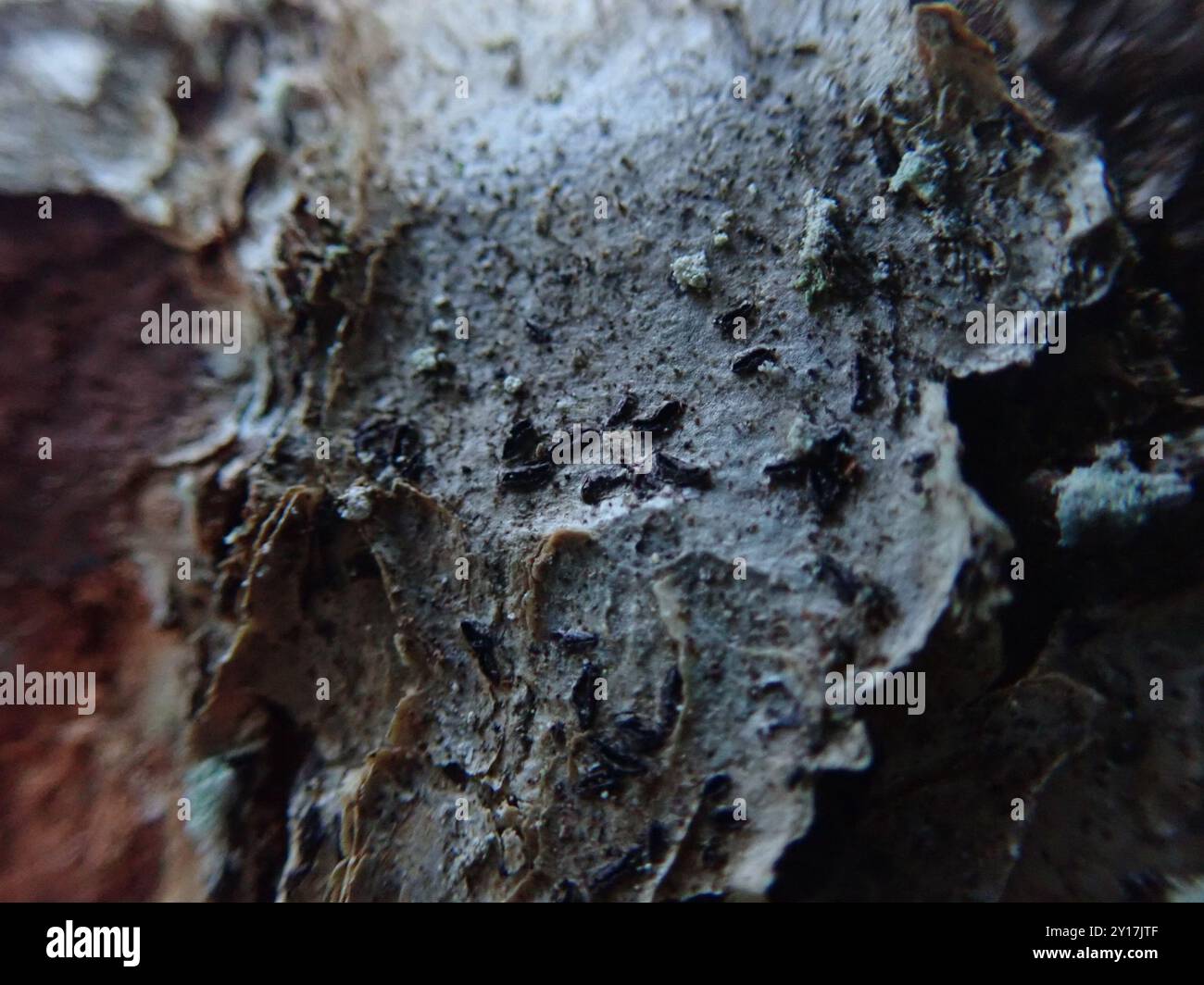 Common Script Lichen (Graphis scripta) Fungi Stock Photo - Alamy