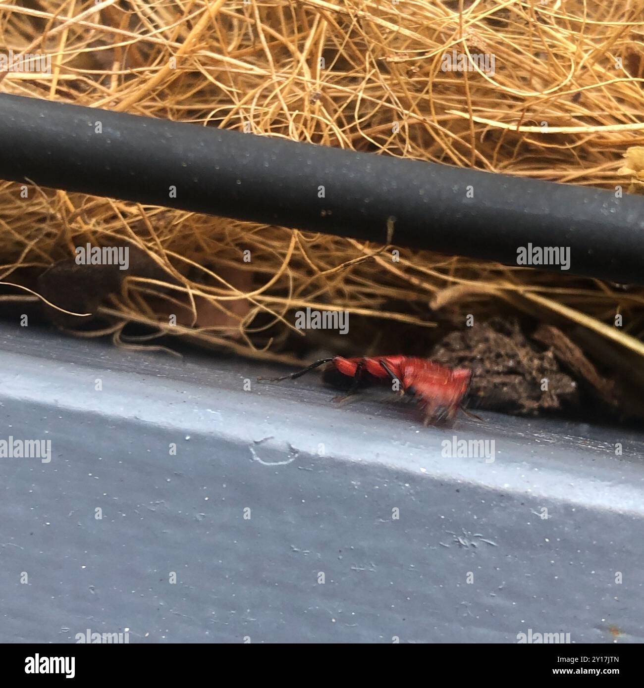 Red Flat Bark Beetle (Cucujus clavipes) Insecta Stock Photo - Alamy