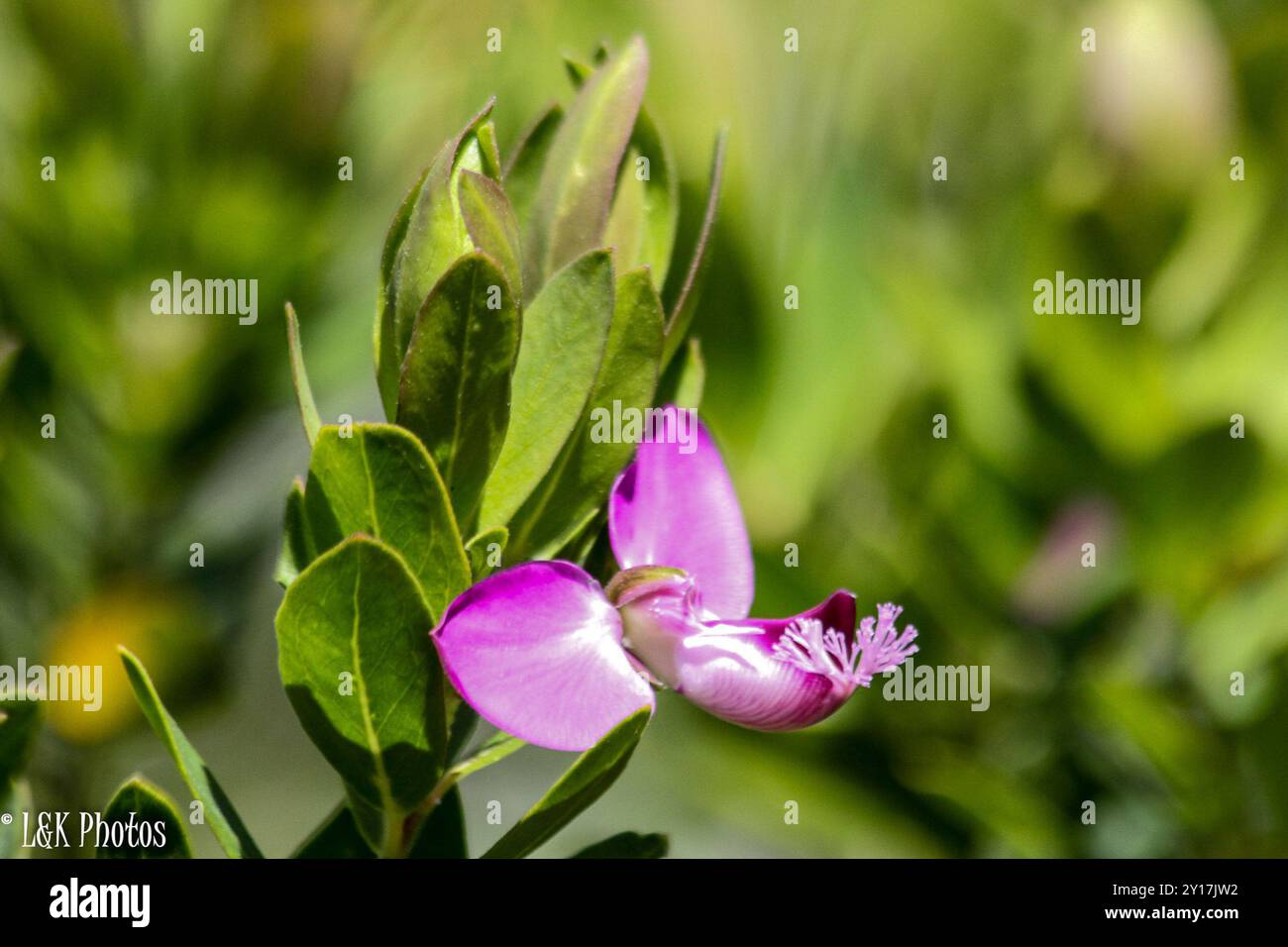 Septemberbush (Polygala myrtifolia myrtifolia) Plantae Stock Photo - Alamy