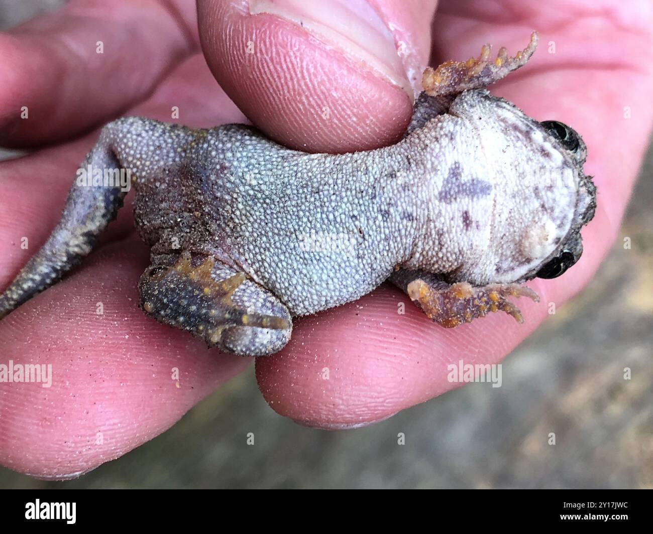 Fowler's Toad (Anaxyrus fowleri) Amphibia Stock Photo - Alamy