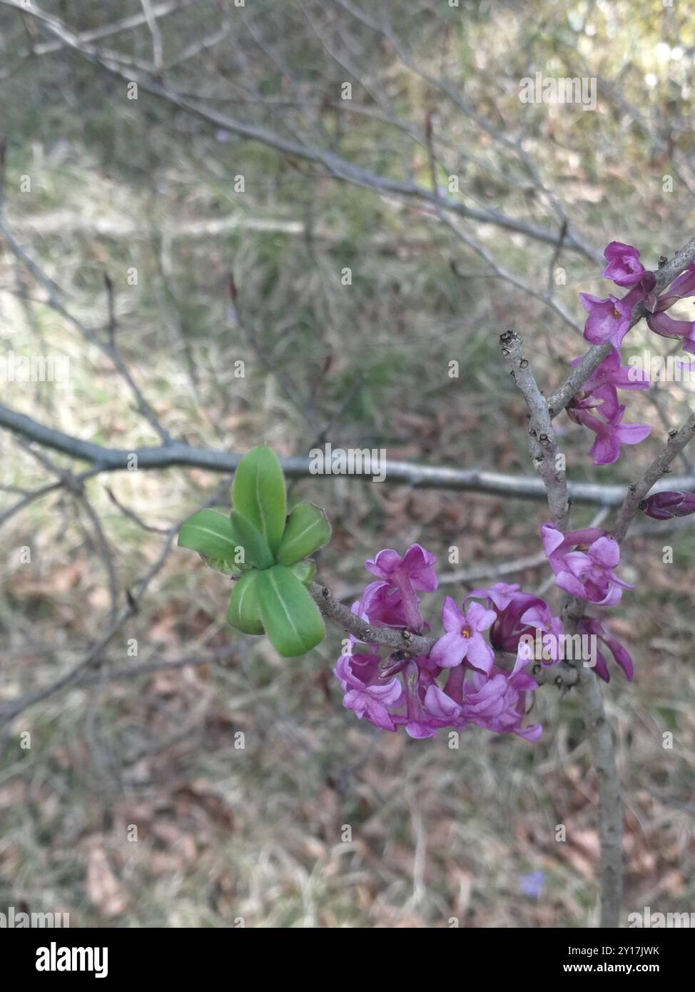 Mezereon (Daphne mezereum) Plantae Stock Photo - Alamy