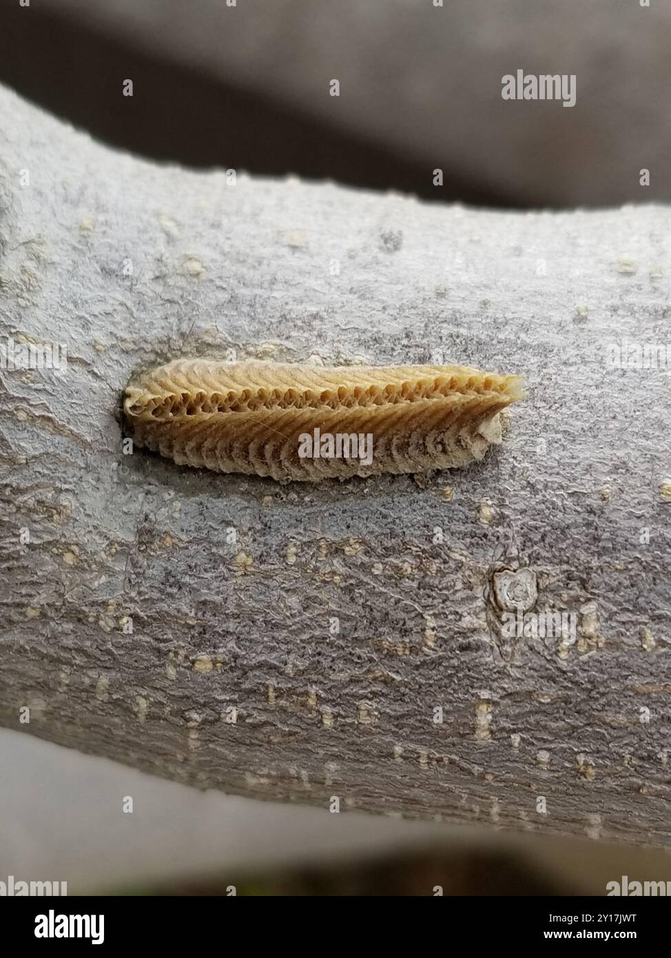 Mediterranean Mantis (Iris oratoria) Insecta Stock Photo - Alamy