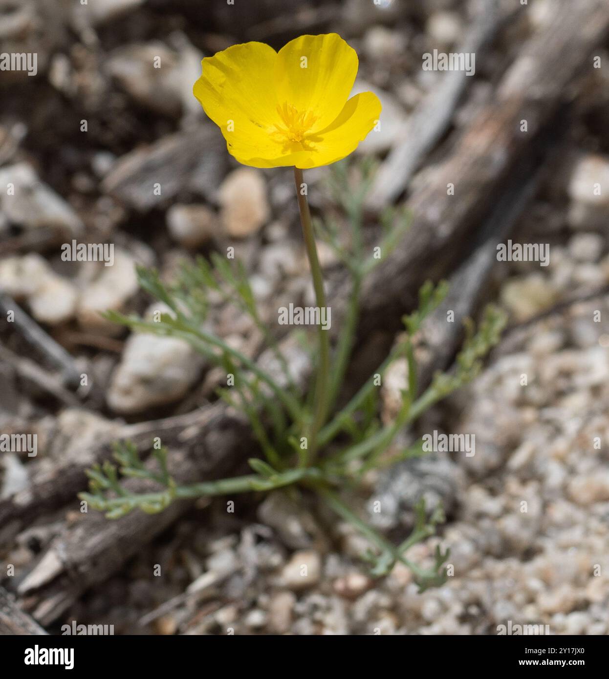 Desert Poppies (Eschscholzia) Plantae Stock Photo - Alamy