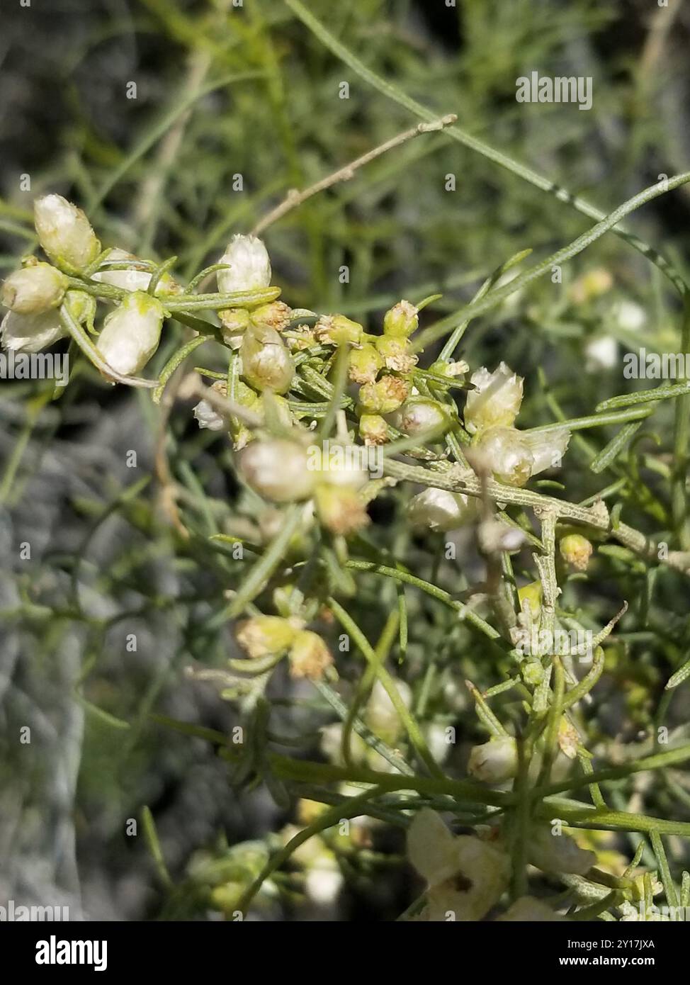 Cheesebush (Ambrosia salsola) Plantae Stock Photo - Alamy