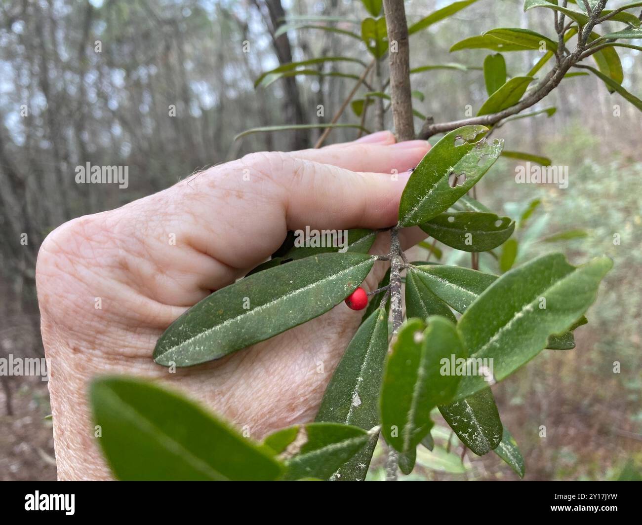 dahoon holly (Ilex cassine) Plantae Stock Photo - Alamy