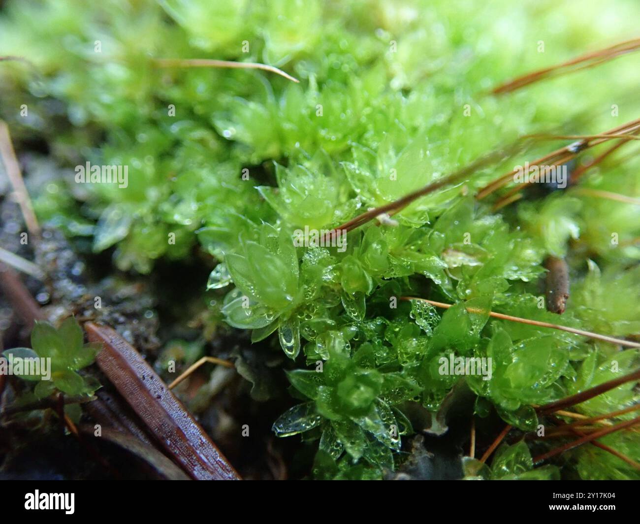 Capillary Thread-moss (Ptychostomum capillare) Plantae Stock Photo - Alamy