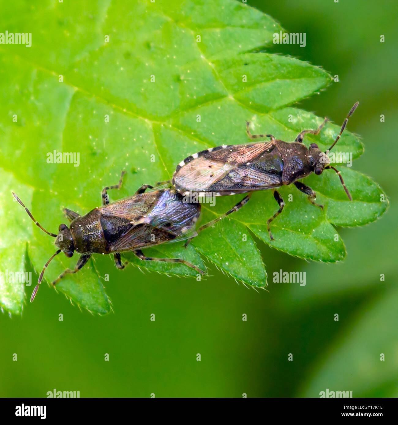 Nettle ground bug (Heterogaster urticae) Insecta Stock Photo - Alamy