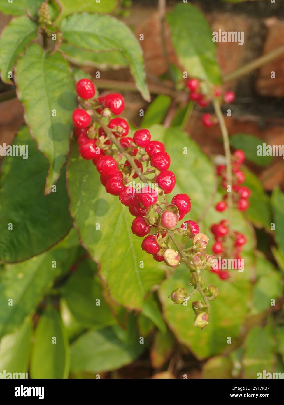 pigeonberry (Rivina humilis) Plantae Stock Photo - Alamy