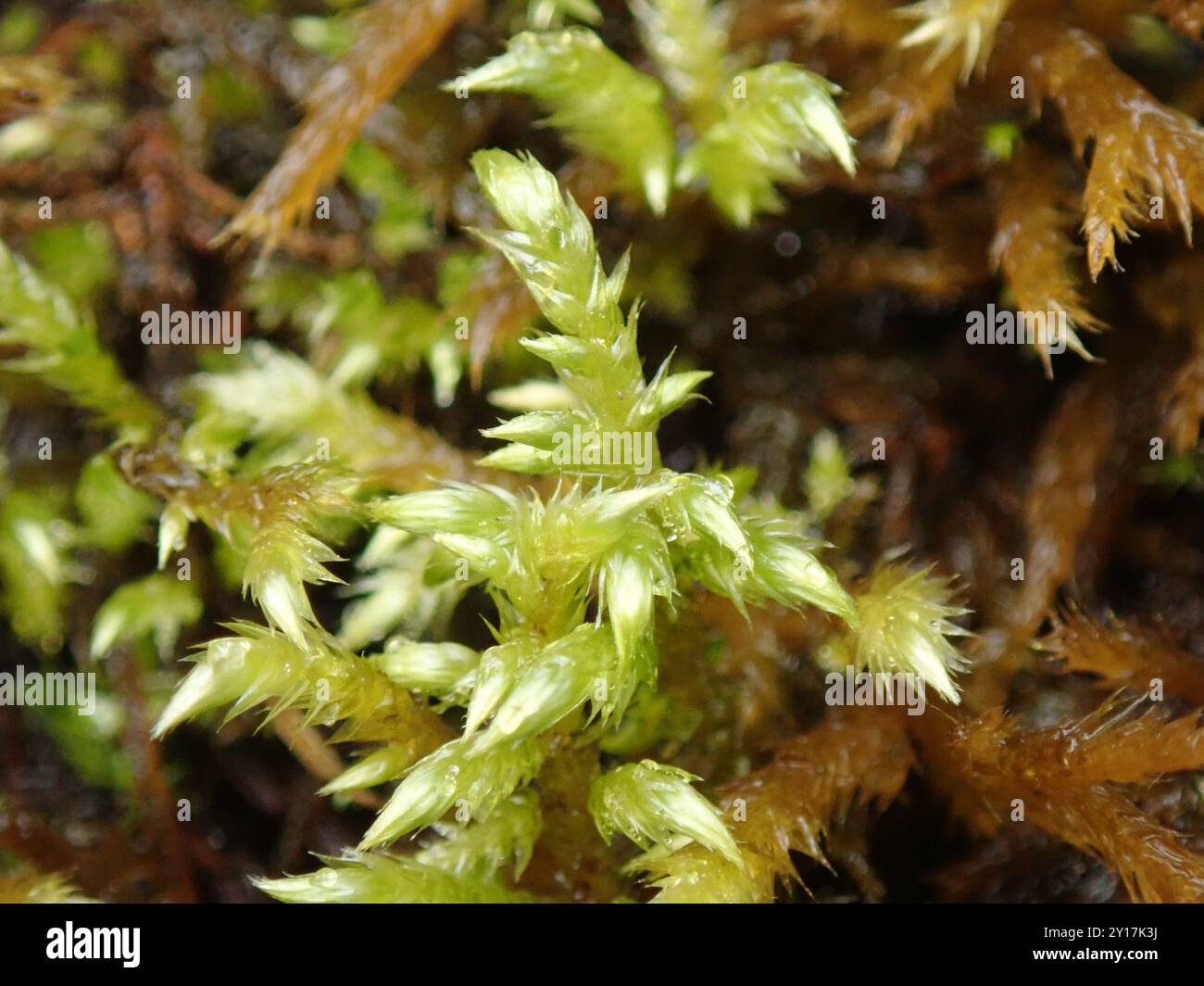 Waterside Feather Moss (Brachythecium rivulare) Plantae Stock Photo - Alamy