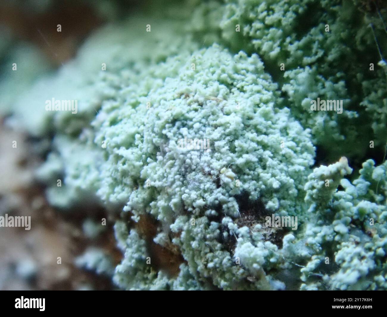 Dust Lichens (Lepraria) Fungi Stock Photo - Alamy