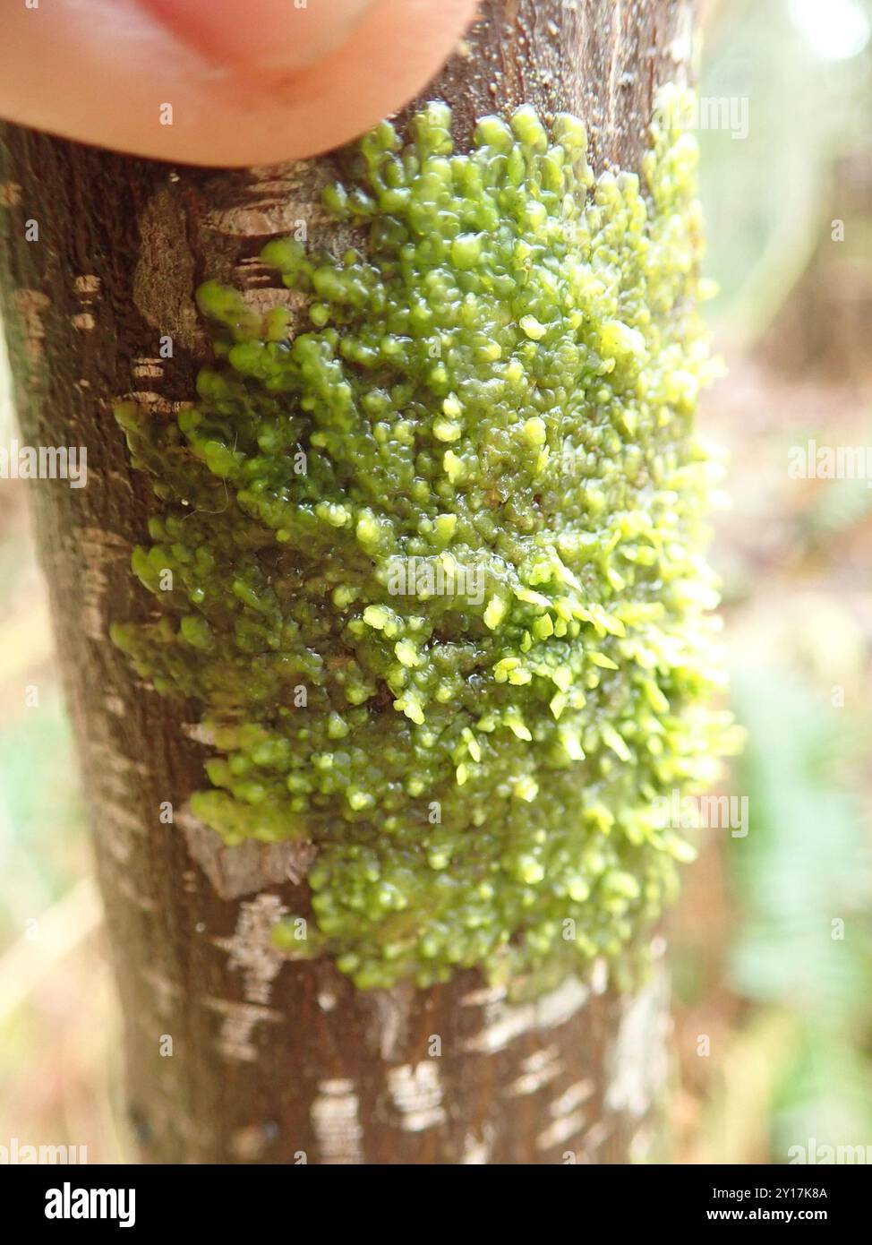 Flat-leaved Scalewort (Radula complanata) Plantae Stock Photo - Alamy